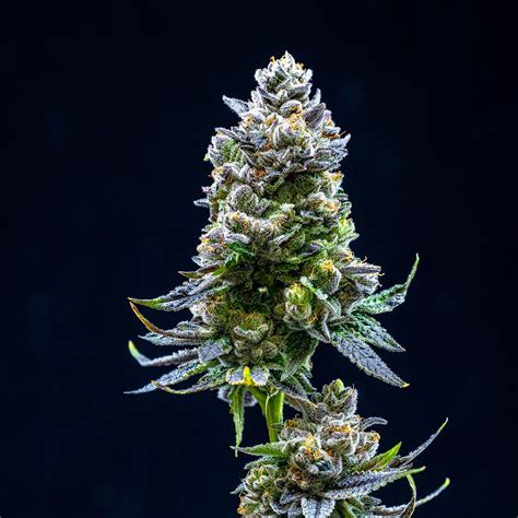 Buy Thin Mint Feminized Seeds By Premium Cultivars In America Stellar Seeds