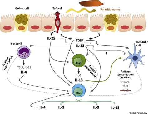 Th2 And Th1 Responses Clear And Hidden Sides Of Immunity Against Intestinal Helminths Trends