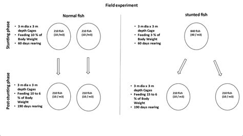 Schematic Representation Of Design Of Field Experiment Download