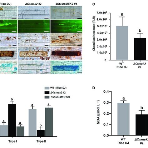 Ros Accumulation And Lipid Peroxidation In Leaf Sheaths Of Wild Type