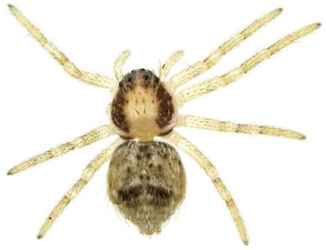 Spiderling Bugguide Net