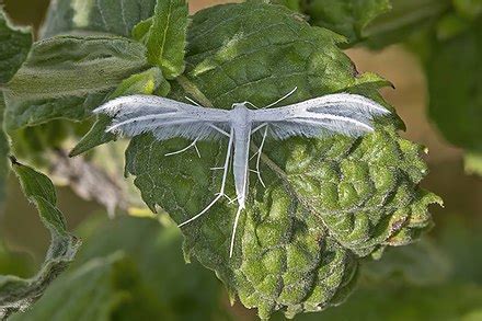 Pterophoridae Wikipedia