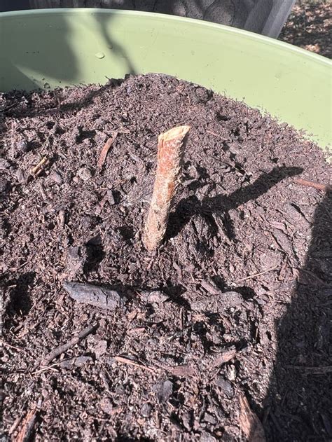 Raspberry Bare Root Rplantclinic