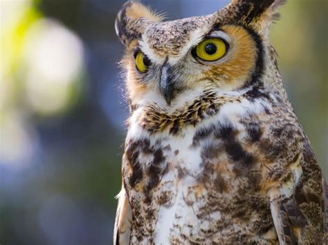 Conservation Challenges Of The Vaquita A Battle Against Extinction Biome Media
