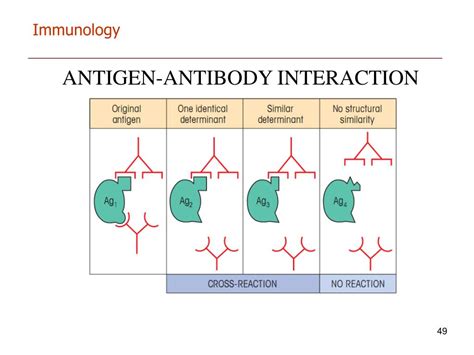 Ppt Immunology Powerpoint Presentation Free Download Id4285279