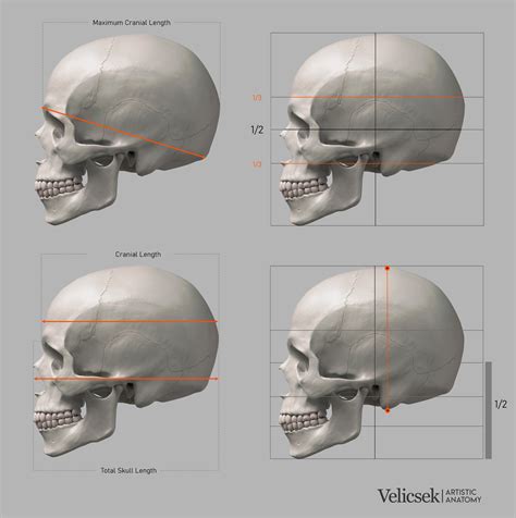 Gusztav Velicsek 005 Maximum Length And Height Of The Skull Profile 
