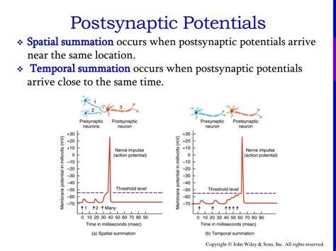 Ppt Postsynaptic Neuron Powerpoint Presentation Free Download Id