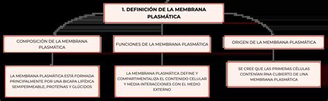 Estructura Y Funciones De La Membrana PlasmÁtica Mapa Conceptual Y