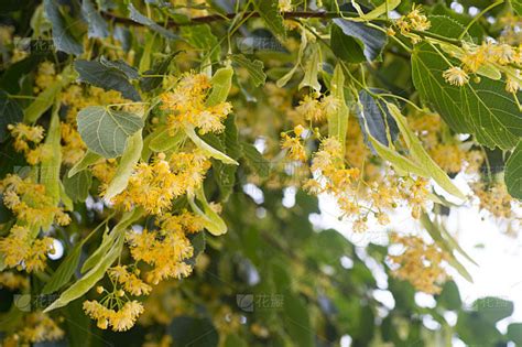 菩提树开花了。自然背景。