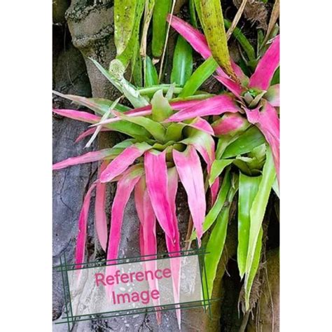 Bromeliad Aechmea Pectinata Baker Shopee Malaysia