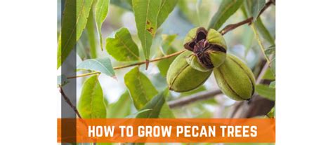 How To Grow Pecan Trees Growing Conditions And Care Farm Plastic Supply