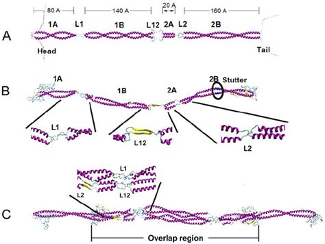 Molecular Structures Of Vimentin Dimer And Tetramer Schematic And