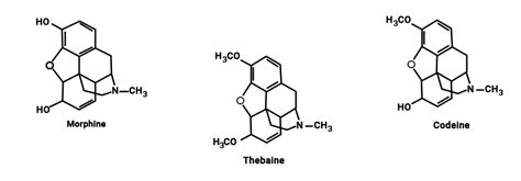 The Poppy Seed Dilemma Luxor Scientific