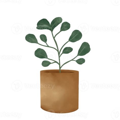 Tipos De Plantas De Interior