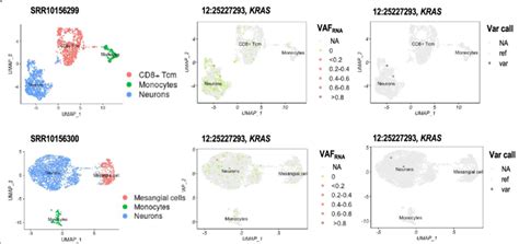 Two Dimensional Umap Clusters Of Samples Srr10156299 And Srr10156300 Download Scientific