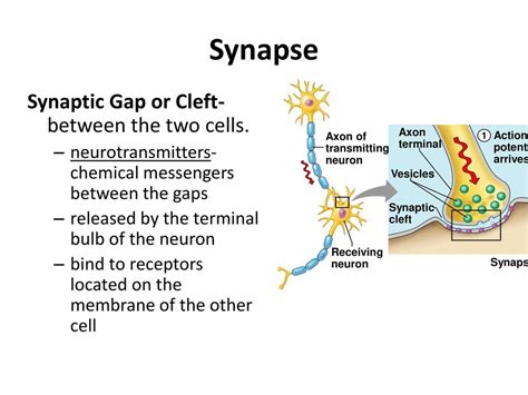 Nervous System Ppt Download