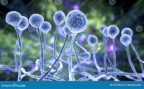 Mucor Mold Black Fungus Bread Mold Fungi 3d Illustration