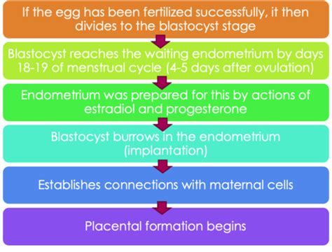 Female Reproduction Flashcards Quizlet