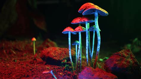 Why Did Magic Mushrooms Evolve To Be Hallucinogenic Iflscience