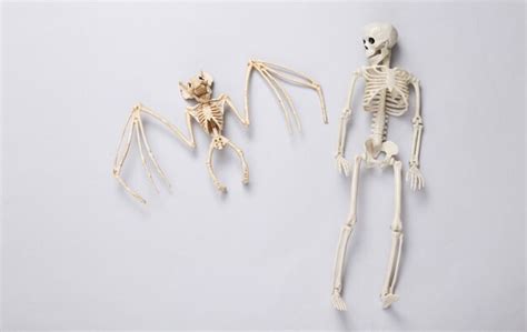 Premium Photo Creepy Bat And Skeleton On A Gray Background Halloween