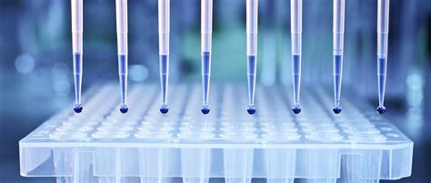 Pcr Genotyping Genotyping Center Of America