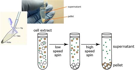 Centrifugation The A Level Biologist Your Hub