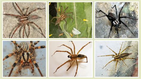 12 types of funnel web spiders identification with pictures