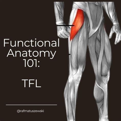 How The Tfl Connects To The Gluteus Maximus Rafal Matuszewski Posted