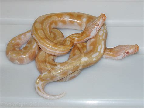 Blood Python Dipong Python Curtus Reptilers