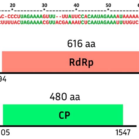 Pairwise Identity Matrix Including Amino Acid Sequences Of The A