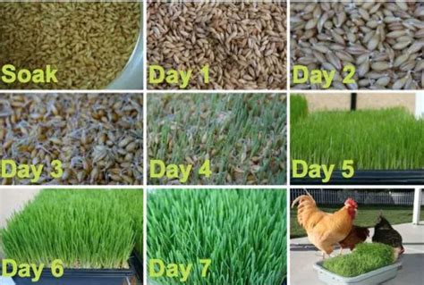 How To Grow A Fodder System For Your Chickens Full Guide