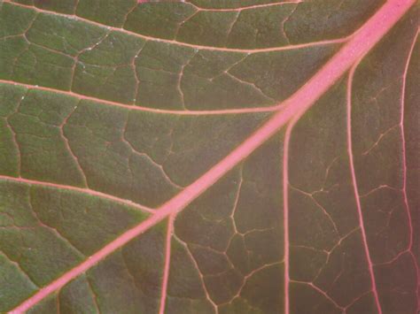 Leaf Texture Closeup Royalty Free Photo