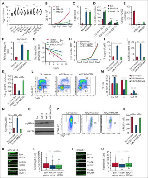 A Critical Role Of Nuclear M6a Reader Ythdc1 In Leukemogenesis By Regulating Mcm Complex