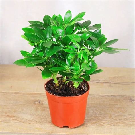 鸭脚木盆栽水培植物七叶莲水养花卉绿植发财树招财树八方来财盆景 虎窝淘