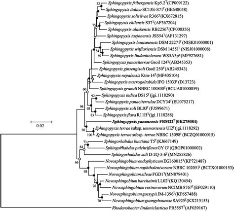 Neighbor Joining Phylogenetic Tree Based On 16s Rrna Gene Sequences