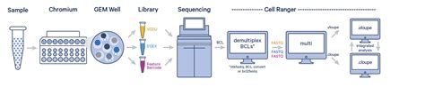 Gene Expression Vdj And Feature Barcode Analysis With Cell Ranger