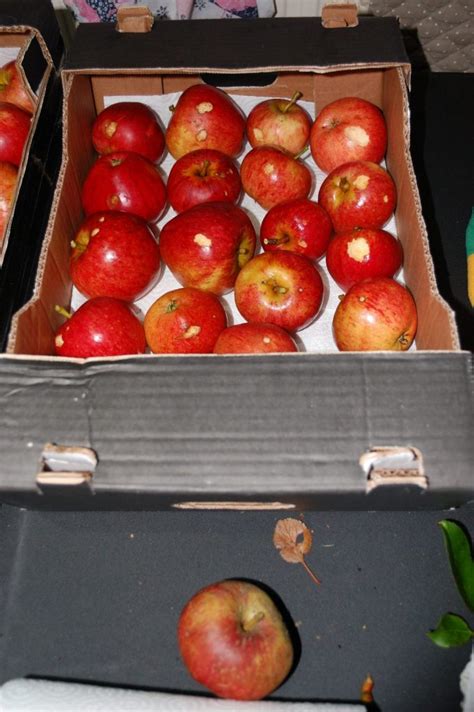 Home Brewing Scrumpy Apple Cider Part 1 Fat Cats Patch