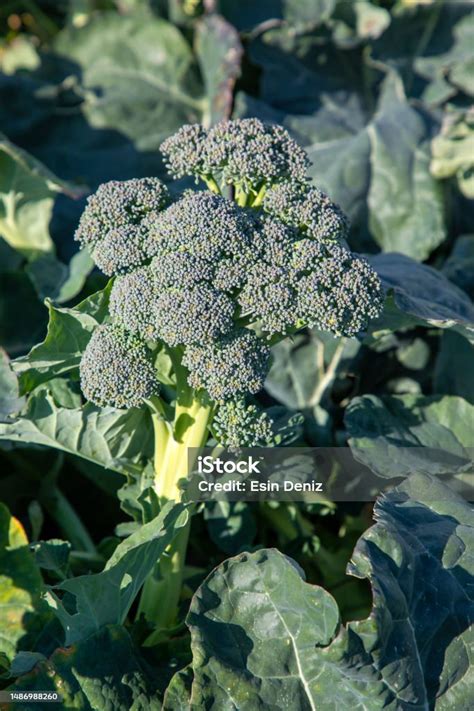 이즈미르 메네멘 에미랄렘 평야의 천연 브로콜리 재배 밭 성숙한 브로콜리는 야외 밭에서 재배됩니다 꽃 식물에 대한 스톡 사진 및 기타 이미지 Istock