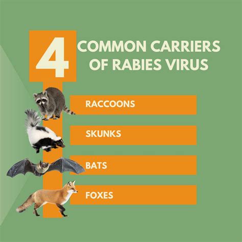 Do Rats Carry Rabies Inside And Out Pest Services