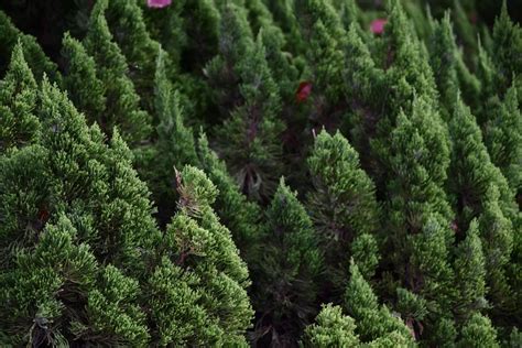 Pine Forest Green Psd Free Download Pikbest