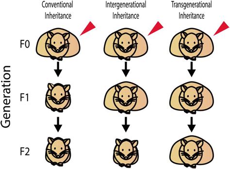 Transgenerational Inheritance Of Metabolic Disease Pmc