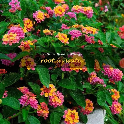 Rooting Lantana Cuttings In Water Does It Really Work Shuncy