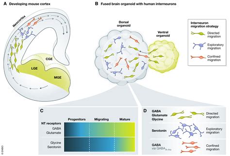Classics Never Get Old Neurotransmitters Shape Human Cortical Interneuron Migration The Embo