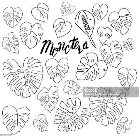 이국적인 열대 잎의 큰 세트는 고립 몬스터 잎 라인 아트 낙서 스타일 Minimalism 현대적인 장식 벡터 필기 비문 몬스터 0명에 대한 스톡 벡터 아트 및 기타 이미지