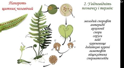 Строение папоротника щитовник мужской строение соруса красивые картинки и обои на рабочий стол