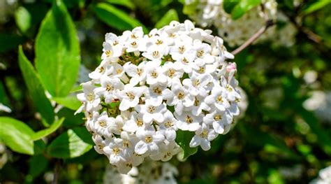 17 Beautiful Types Of Viburnum To Grow This Season