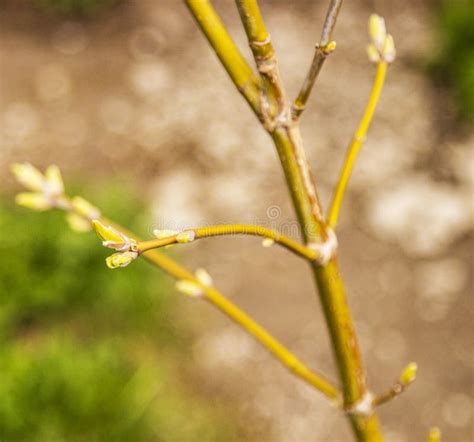 The Buds On The Tree Will Soon Turn Into Leaves Stock Image Image Of Leaves Soon 145419057