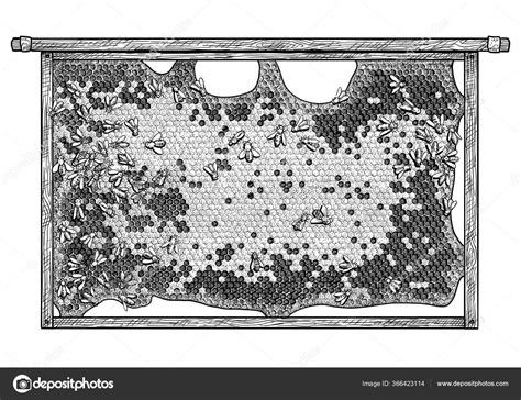 Frame Bee Hive Illustration Drawing Engraving Ink Line Art Vector Stock