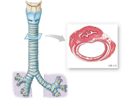 Overview Of The Trachea Lab Prac 2 Diagram Quizlet
