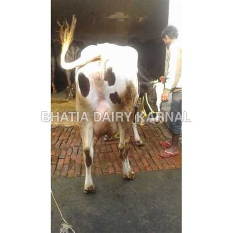 Hf Cows For Sale At Best Price In Karnal Bhatia Dairy Karnal